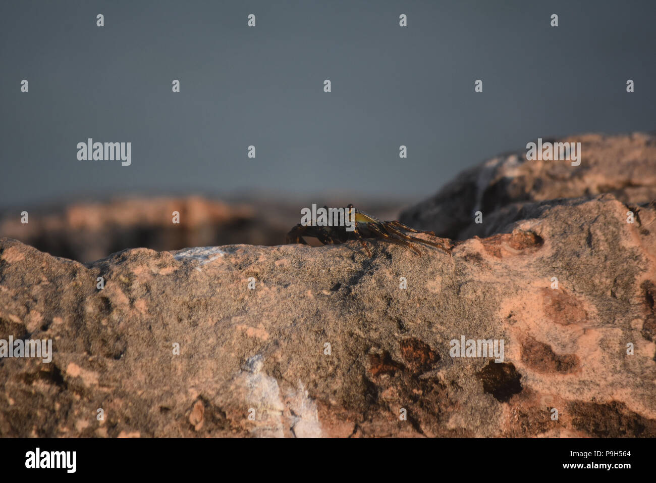 Sea crab alive and well on a rock ledge Stock Photo - Alamy