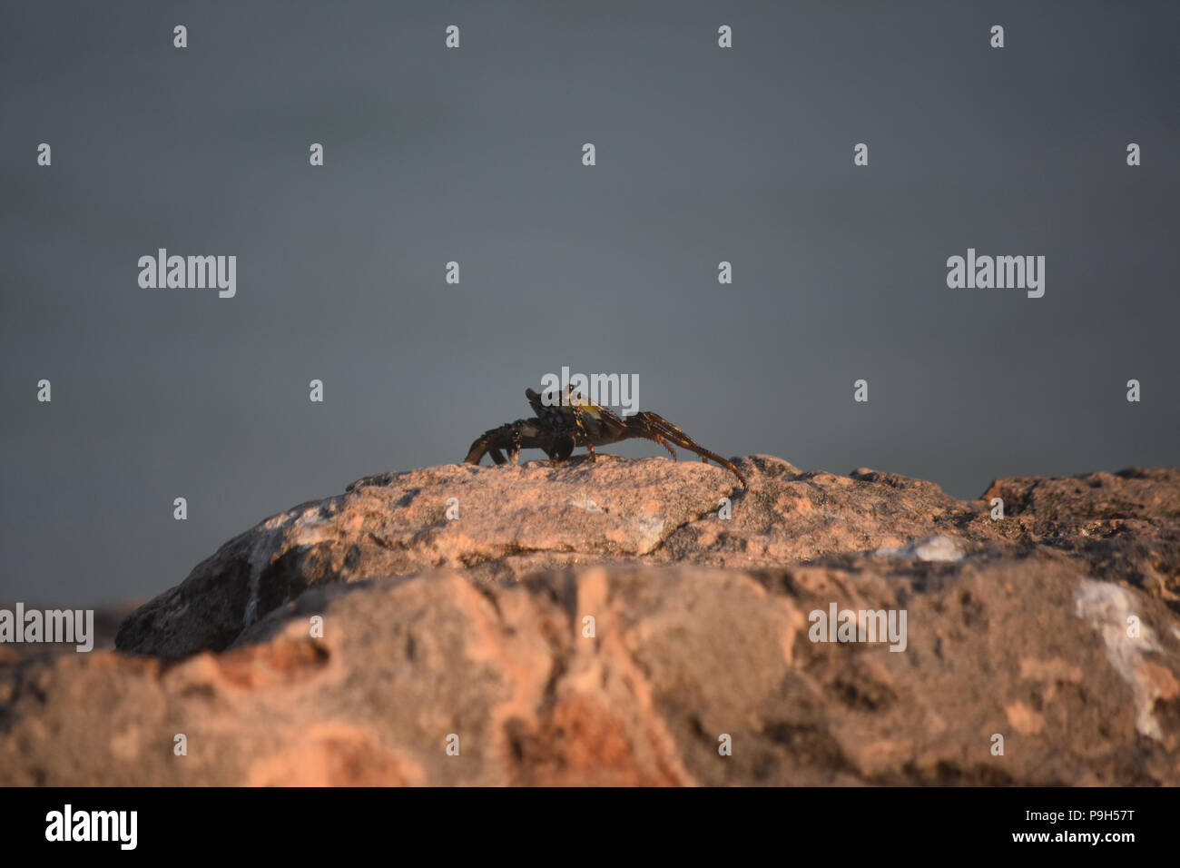 Big rock boulder with a sea crab on it Stock Photo - Alamy