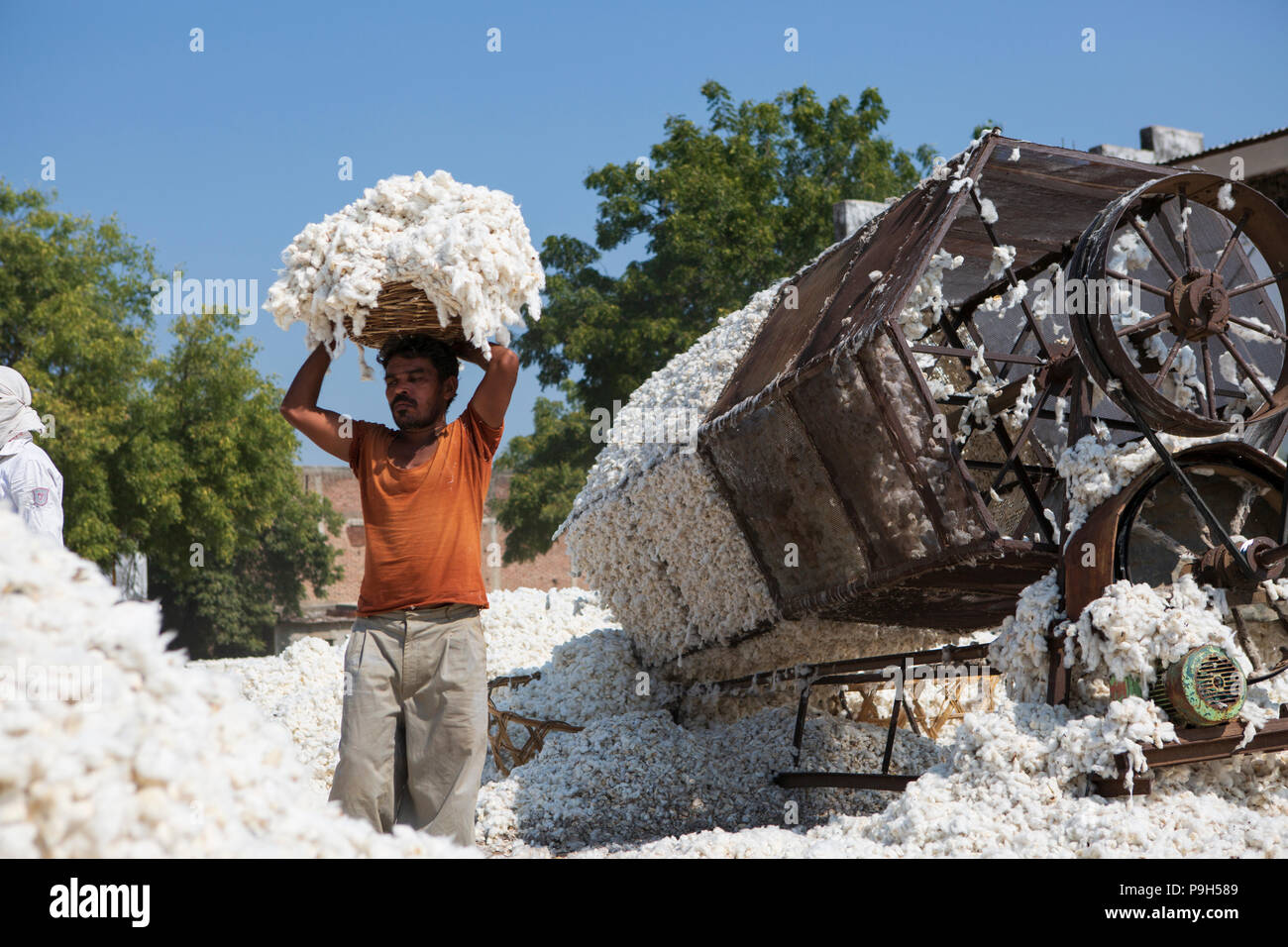 A man carrying a basket of organic cotton above his head at the cotton ...