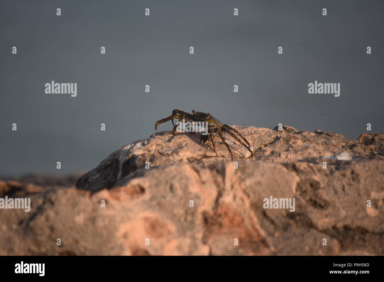 Live sea crab in Aruba sitting on a rock ledge Stock Photo - Alamy
