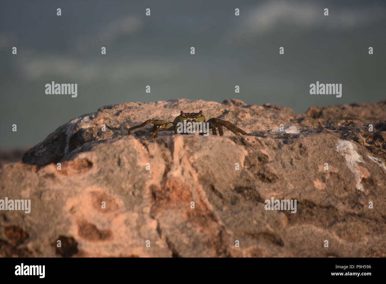 Crabs of aruba hi-res stock photography and images - Alamy