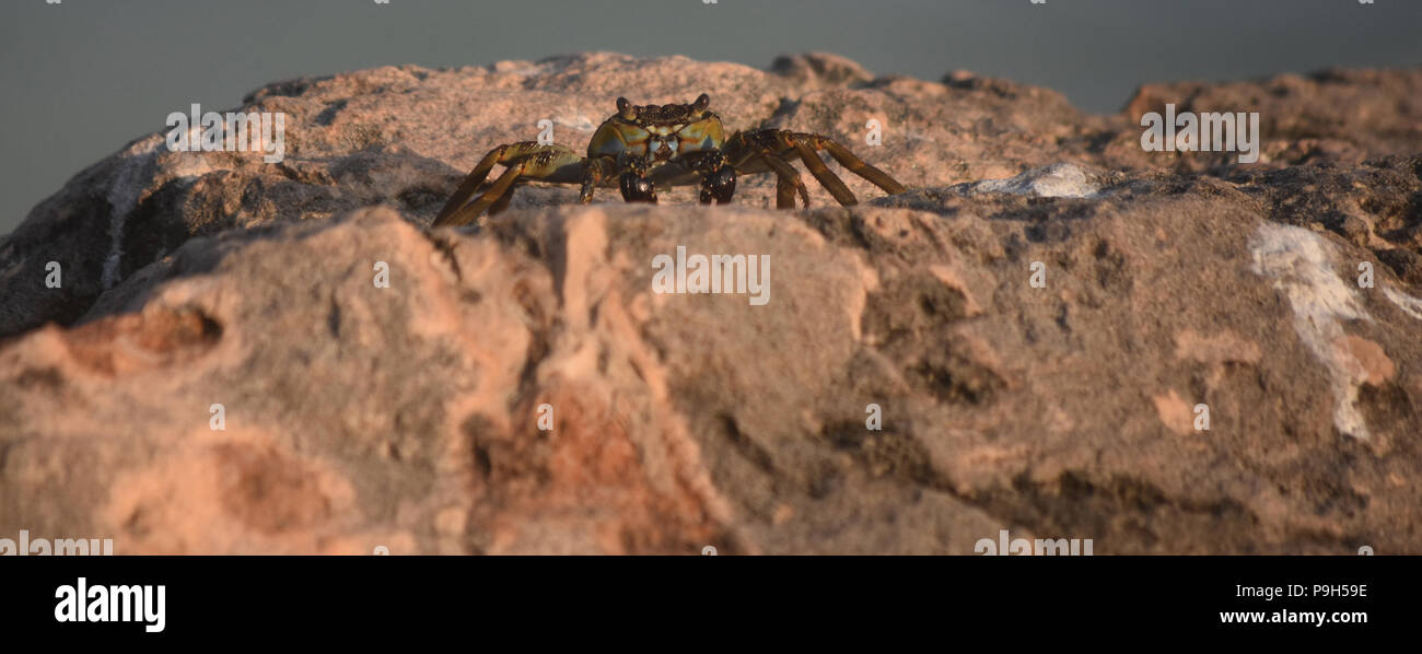 Large sea crab sitting on a rock jetty in Aruba Stock Photo - Alamy