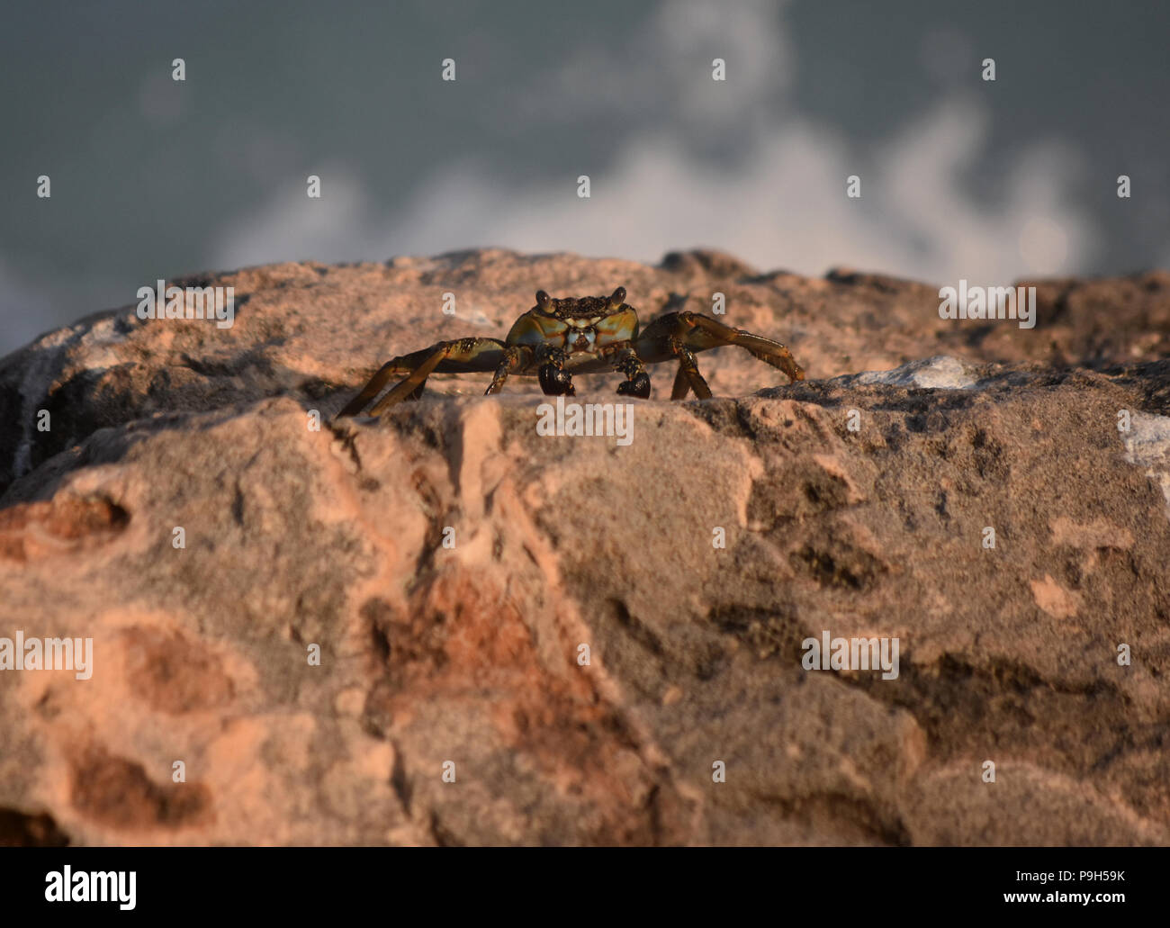 Perched on grey boulder hi-res stock photography and images - Alamy