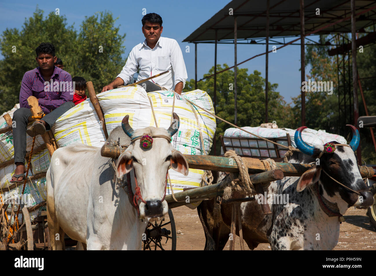 Farmers arriving with their organic cotton at the cotton ginners in ...