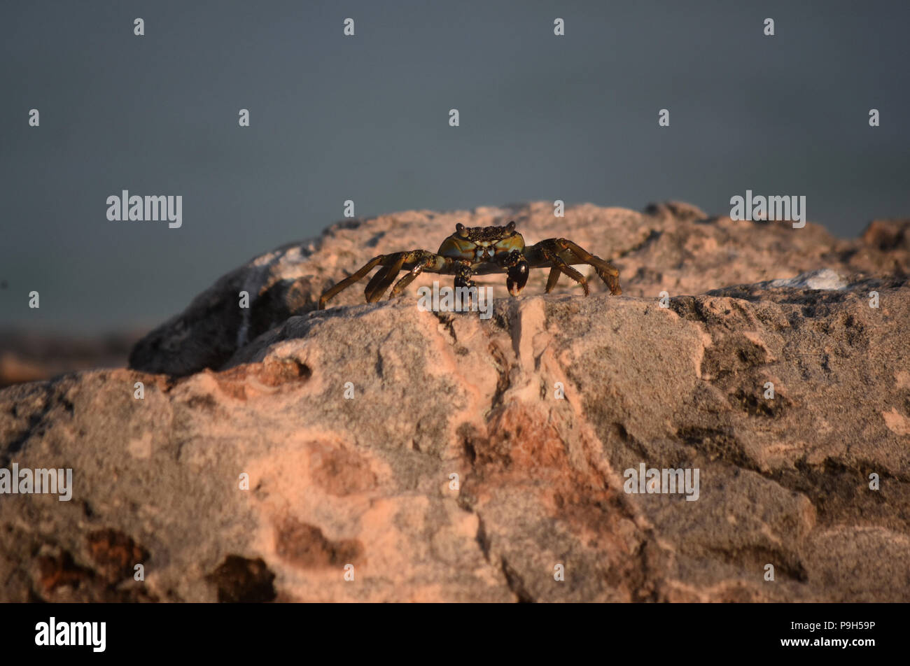Live sea crab walking along a rock boulder Stock Photo - Alamy