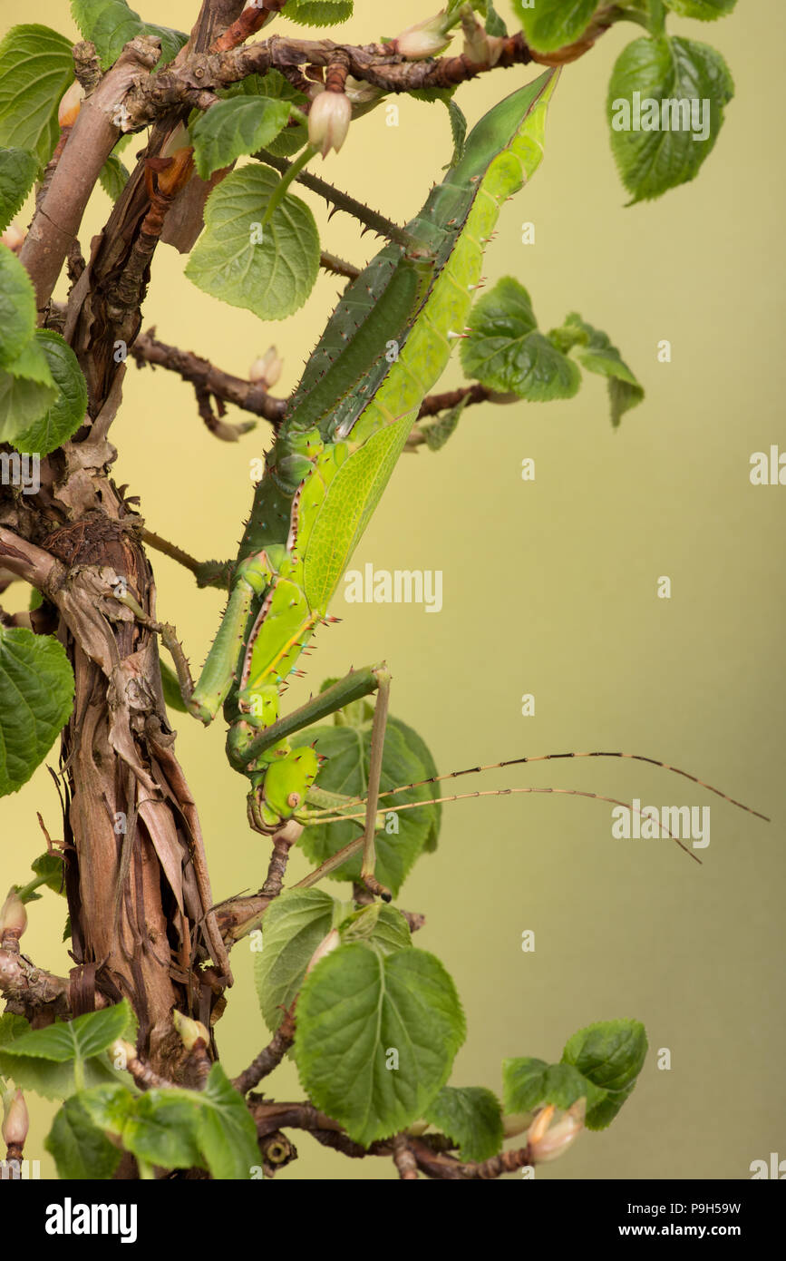 Jungle Nymph Stick Insect (Heteropteryx dilatata Stock Photo - Alamy