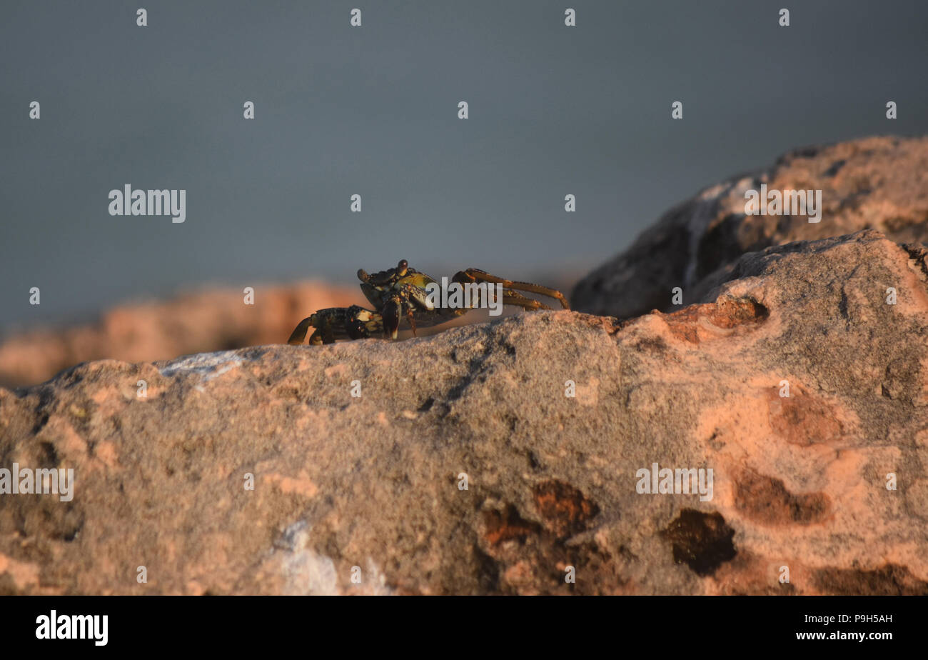 Rock boulder with an amazing grey swimming crab Stock Photo - Alamy