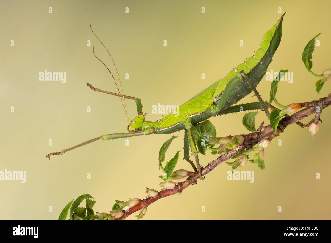 Jungle Nymph Stick Insect (Heteropteryx dilatata Stock Photo - Alamy