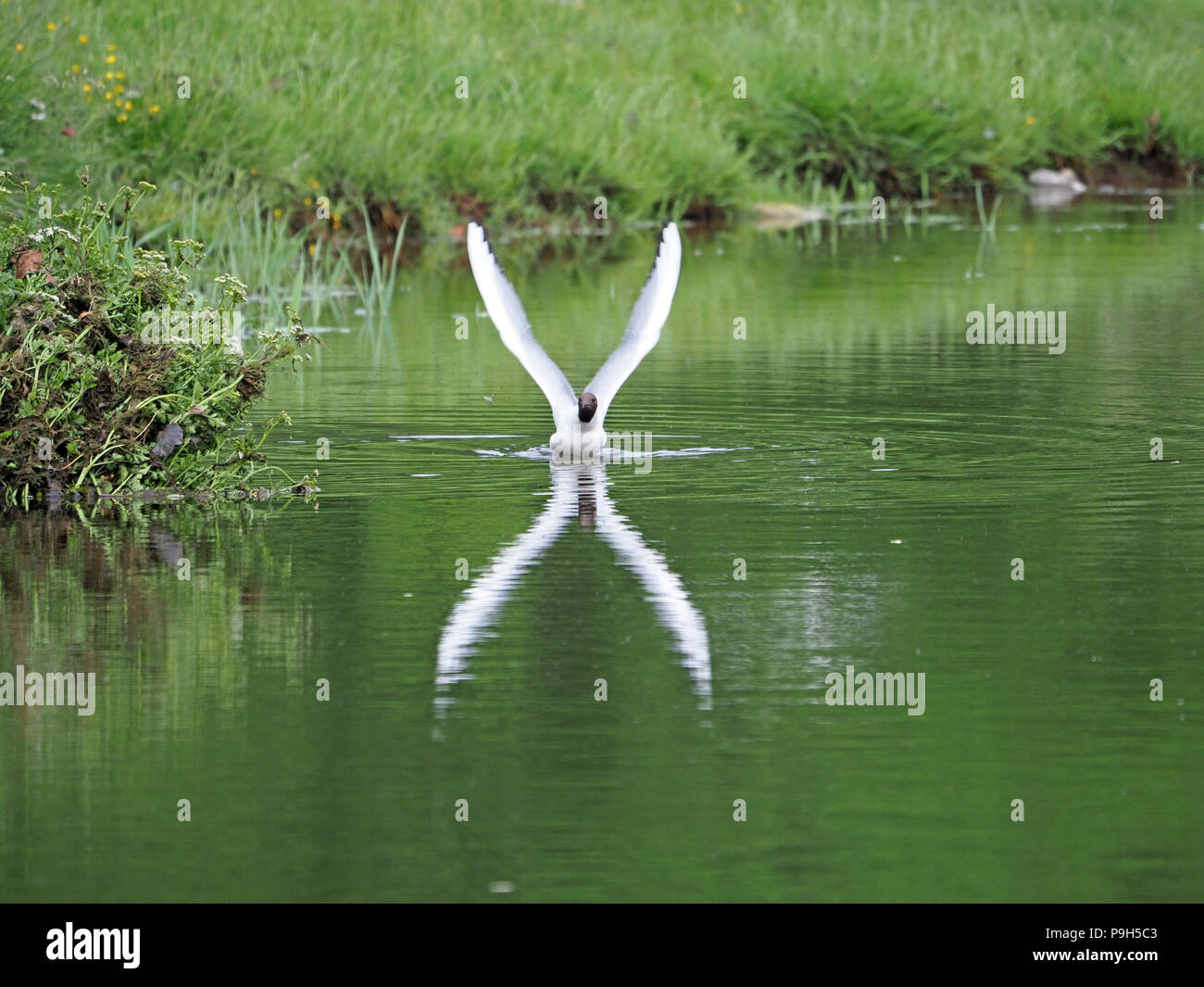 White mayflies hi-res stock photography and images - Alamy