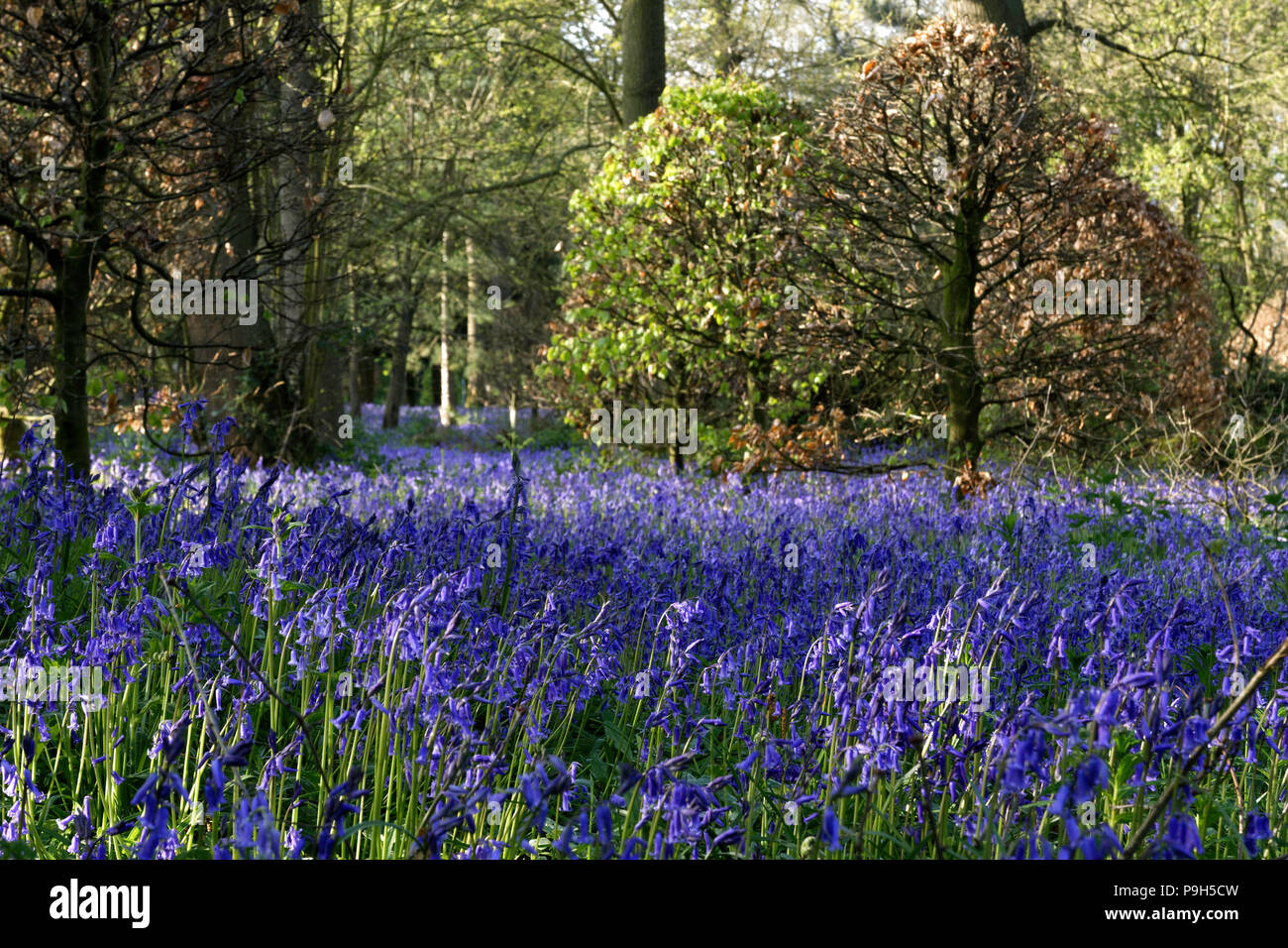 Native bluebell woods on a May morning Stock Photo - Alamy