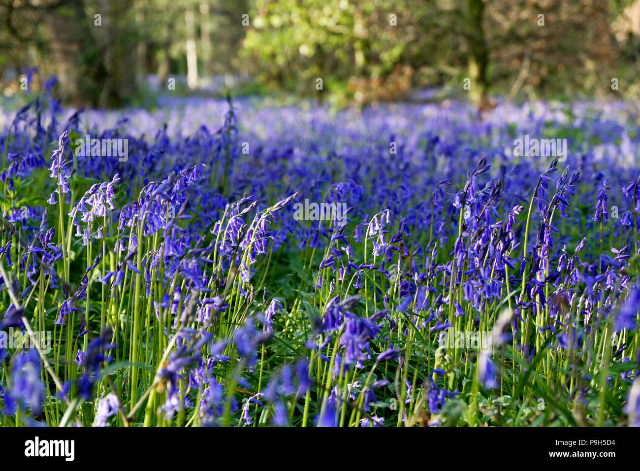 Native bluebell woods on a May morning Stock Photo - Alamy