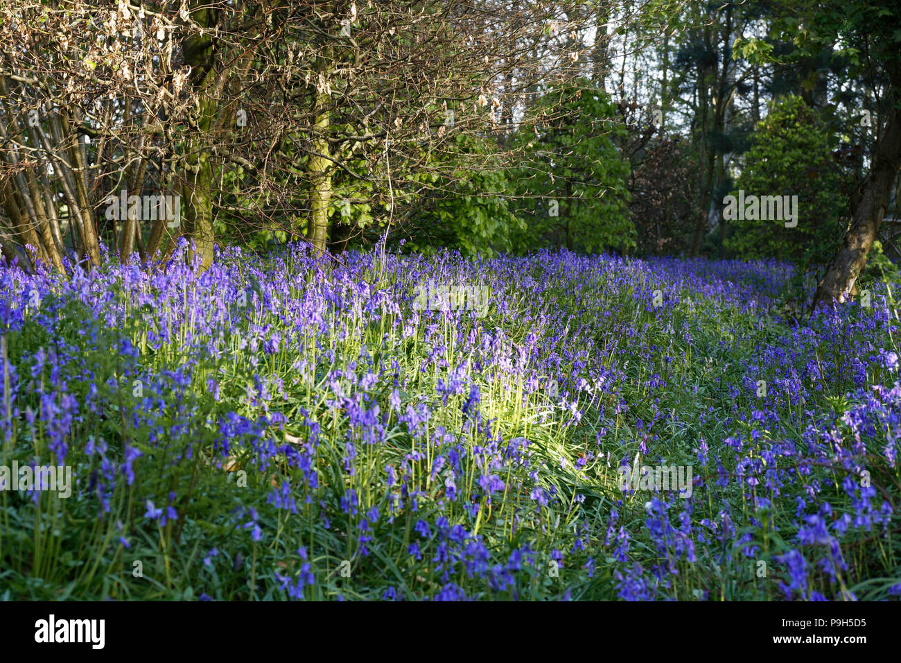 Native bluebell woods on a May morning Stock Photo - Alamy