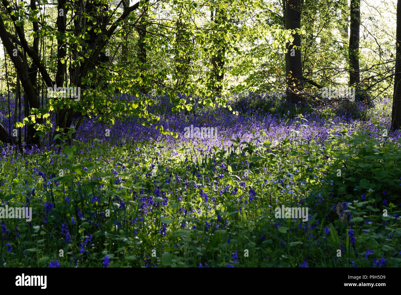 Native bluebell woods on a May morning Stock Photo - Alamy