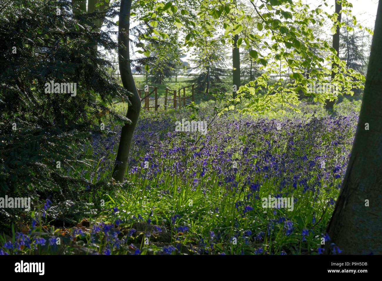 Native bluebell woods on a May morning Stock Photo - Alamy