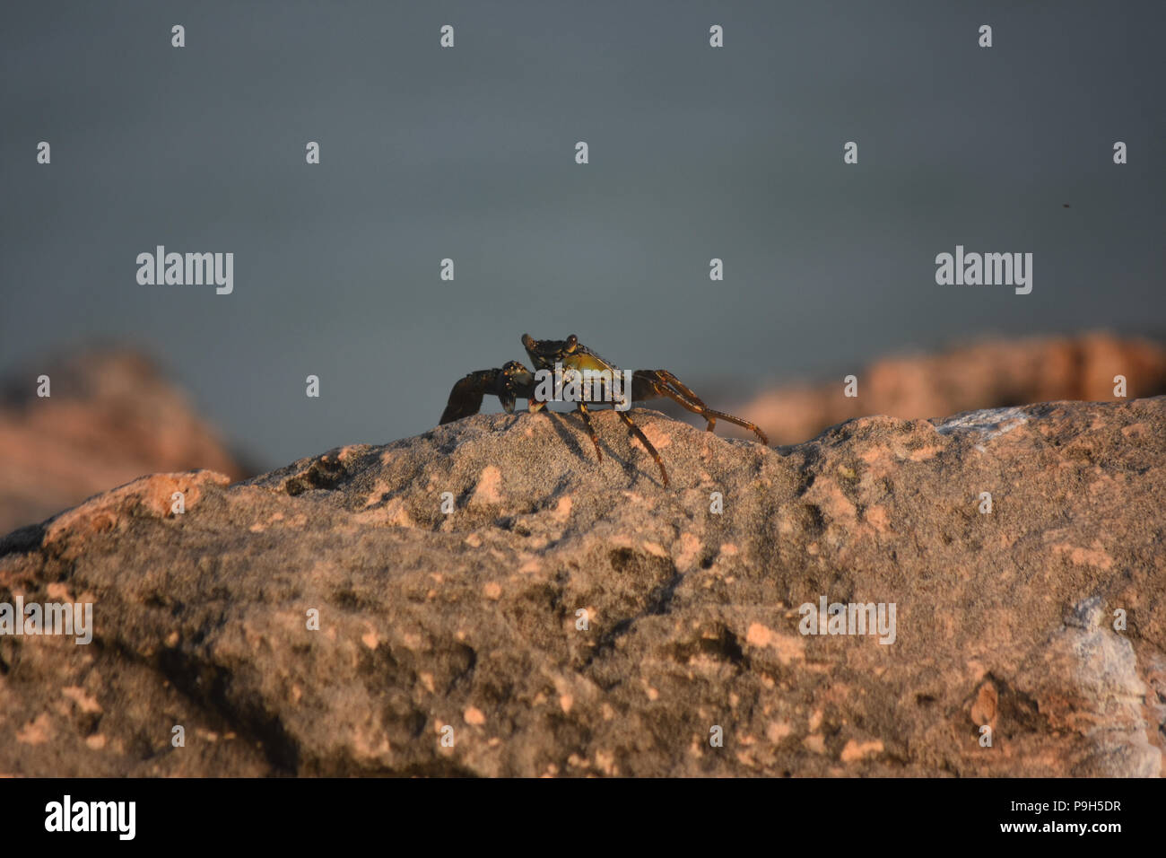Sea crab profile on the edge of a rock Stock Photo - Alamy