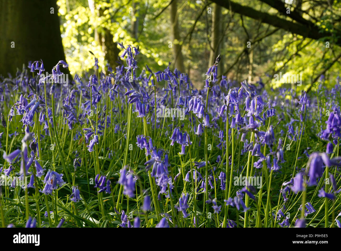 Bluebell glade hi-res stock photography and images - Alamy