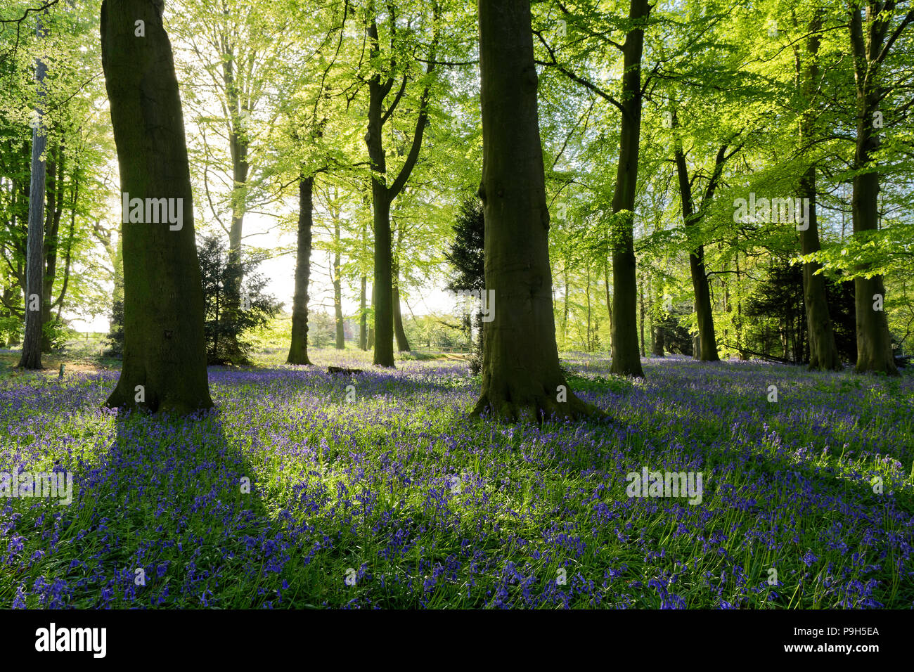 Native bluebell woods on a May morning Stock Photo - Alamy