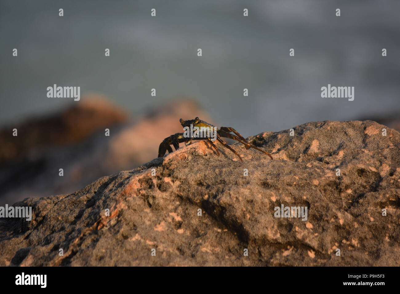 Large rock boulder with a great live sea crab Stock Photo - Alamy