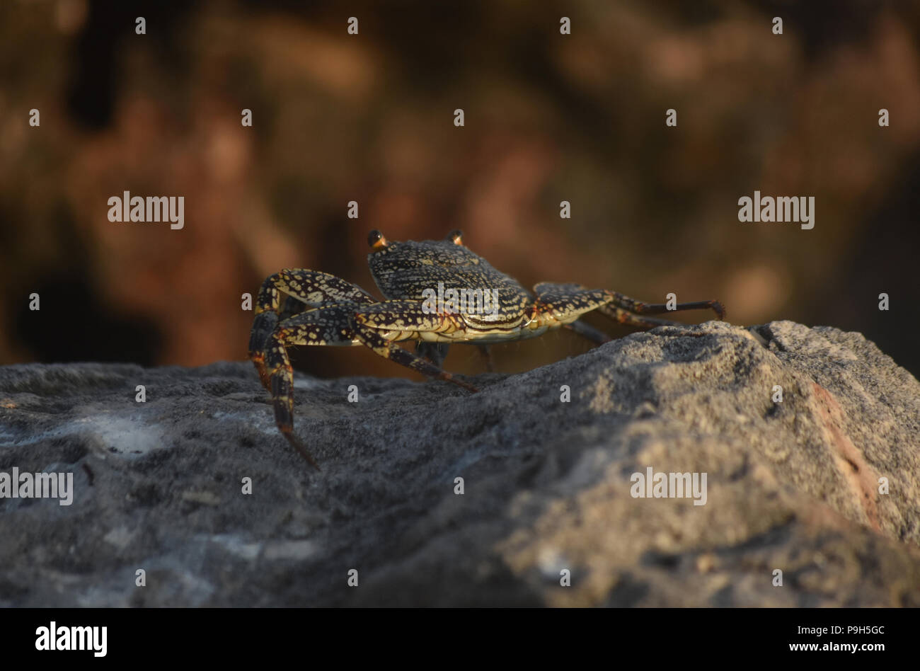 Fantastic spotted pattern on the shell of a sea crab Stock Photo - Alamy