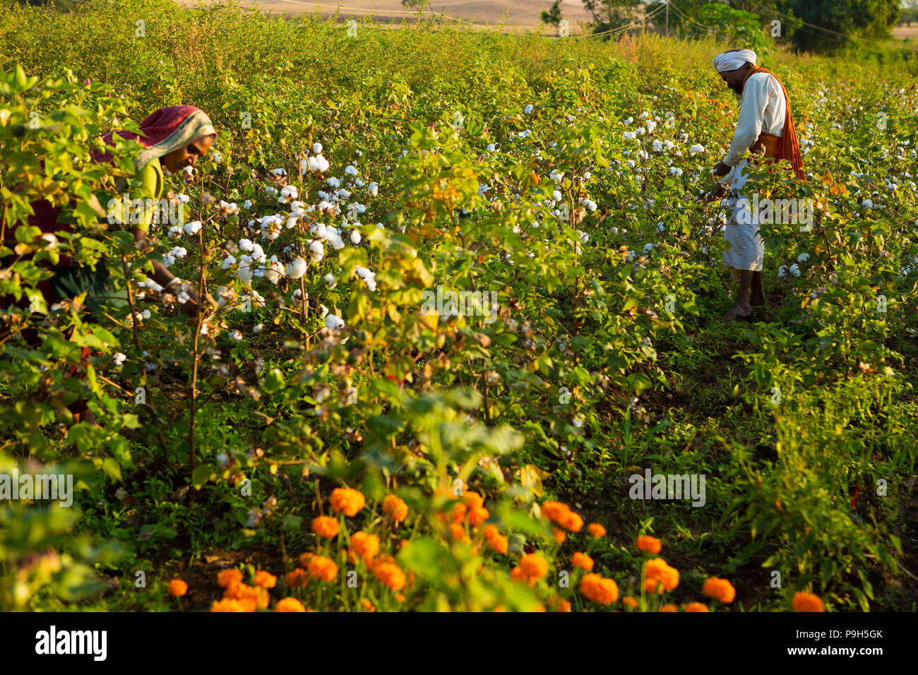 Intercropping hi-res stock photography and images - Alamy