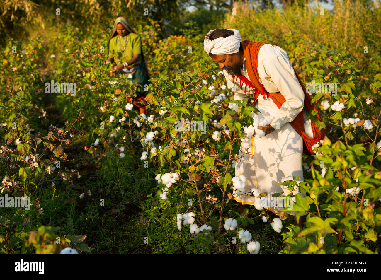 Husband and wife farmers harvest their organic cotton together on their ...