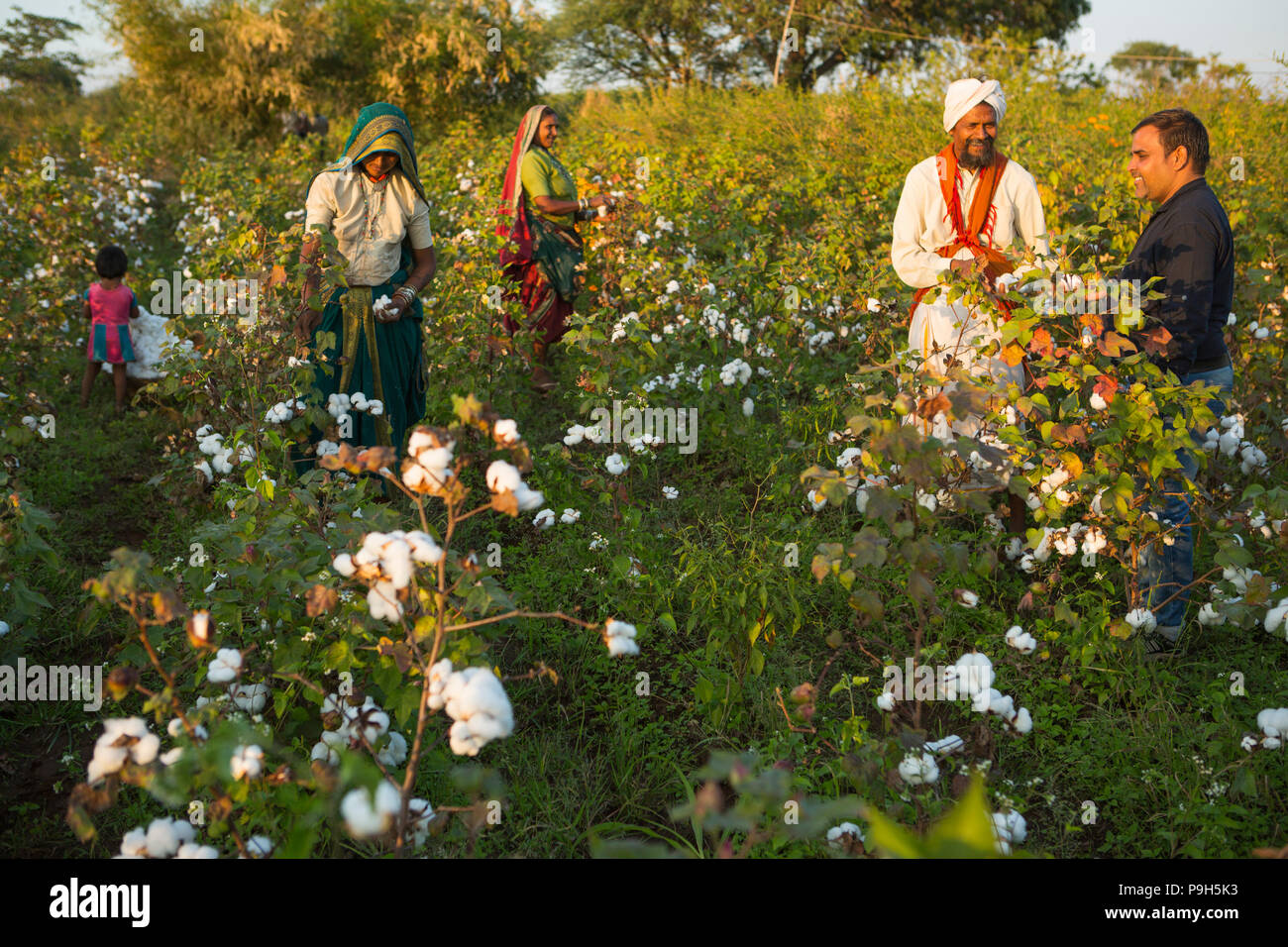 Cotton harvesting hi-res stock photography and images - Alamy