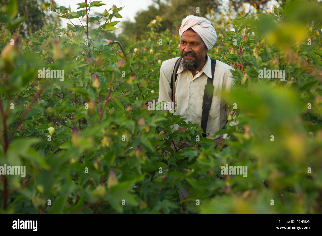A farmer spraying his organic cotton with their homemade organic ...