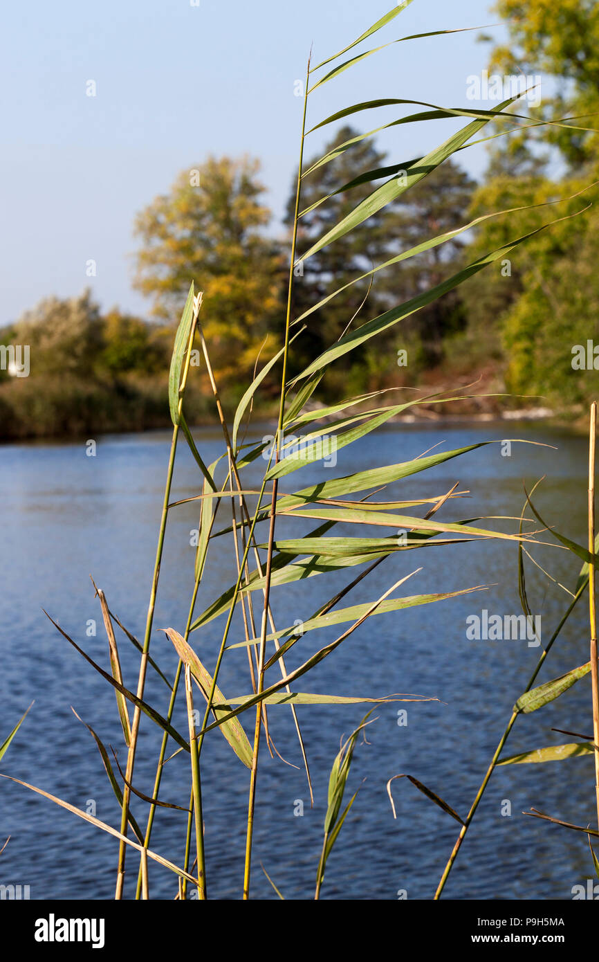 Close up view reed growing hi-res stock photography and images - Alamy