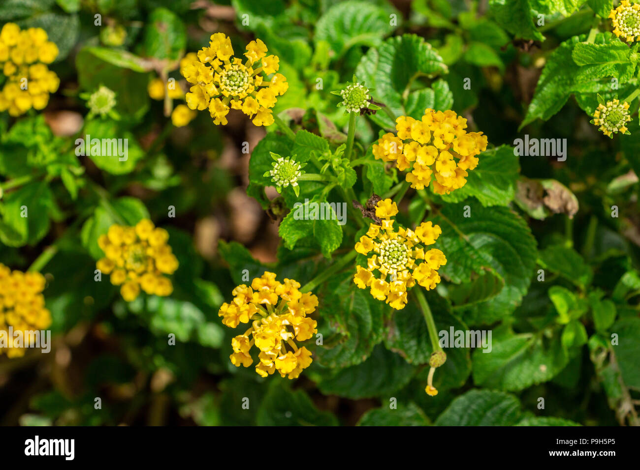Lantana depressa hi-res stock photography and images - Alamy