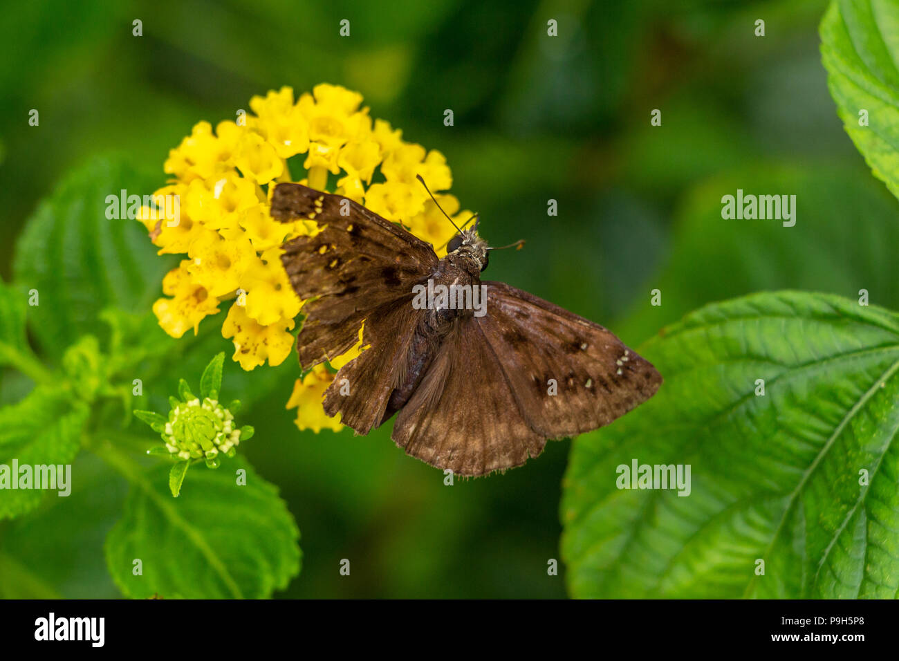 Horace's duskywing butterfly (Erynnis horatius), male, on pineland ...