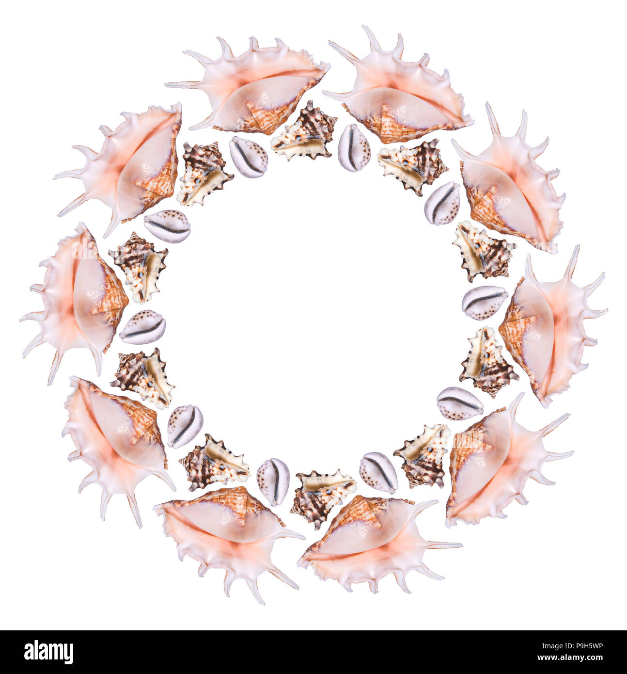 Round frame from different sea shells on a white background Stock Photo ...