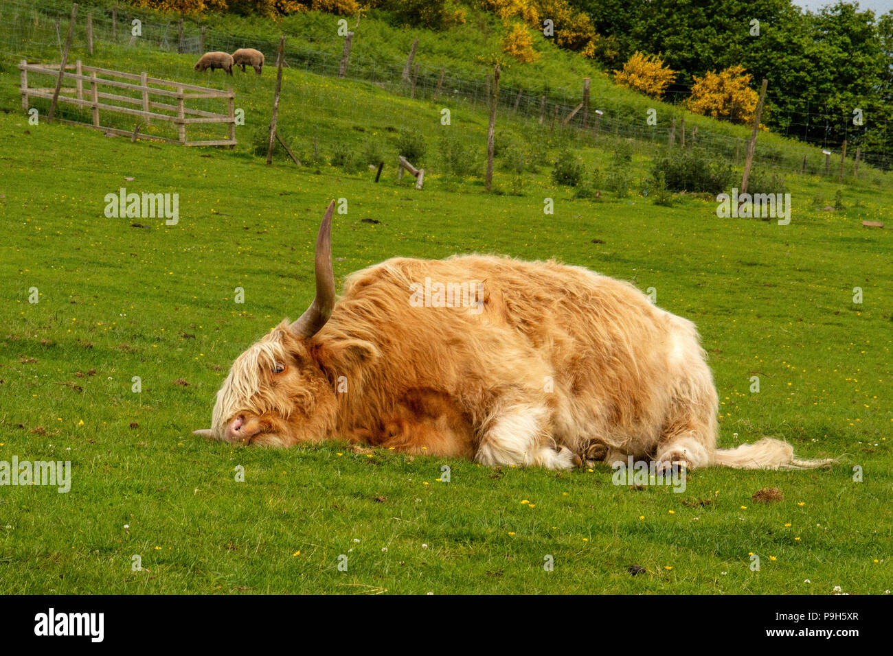 Long Haired Highland Cow High Resolution Stock Photography and Images ...