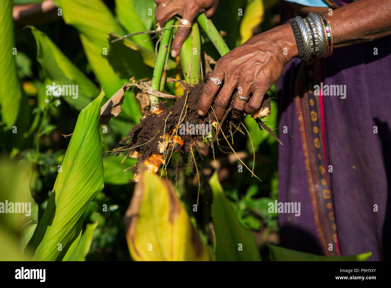 Turmeric farm hi-res stock photography and images - Alamy