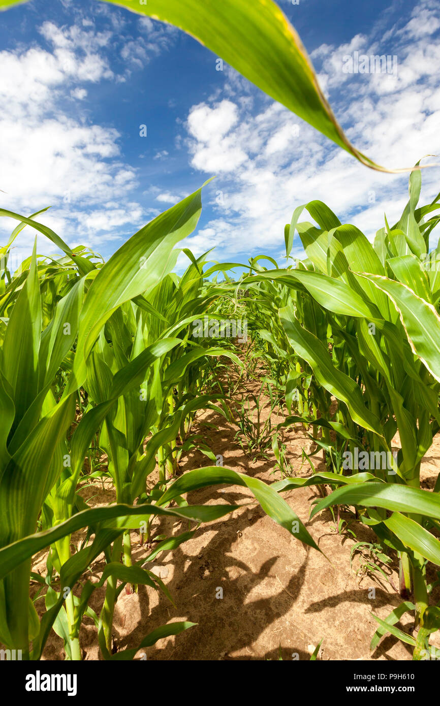 middle row with corn before ripening, close-up photo in summer Stock ...
