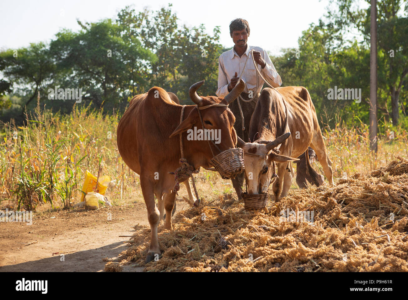 A farmer using cows to help separate the seed from his crop Stock Photo ...