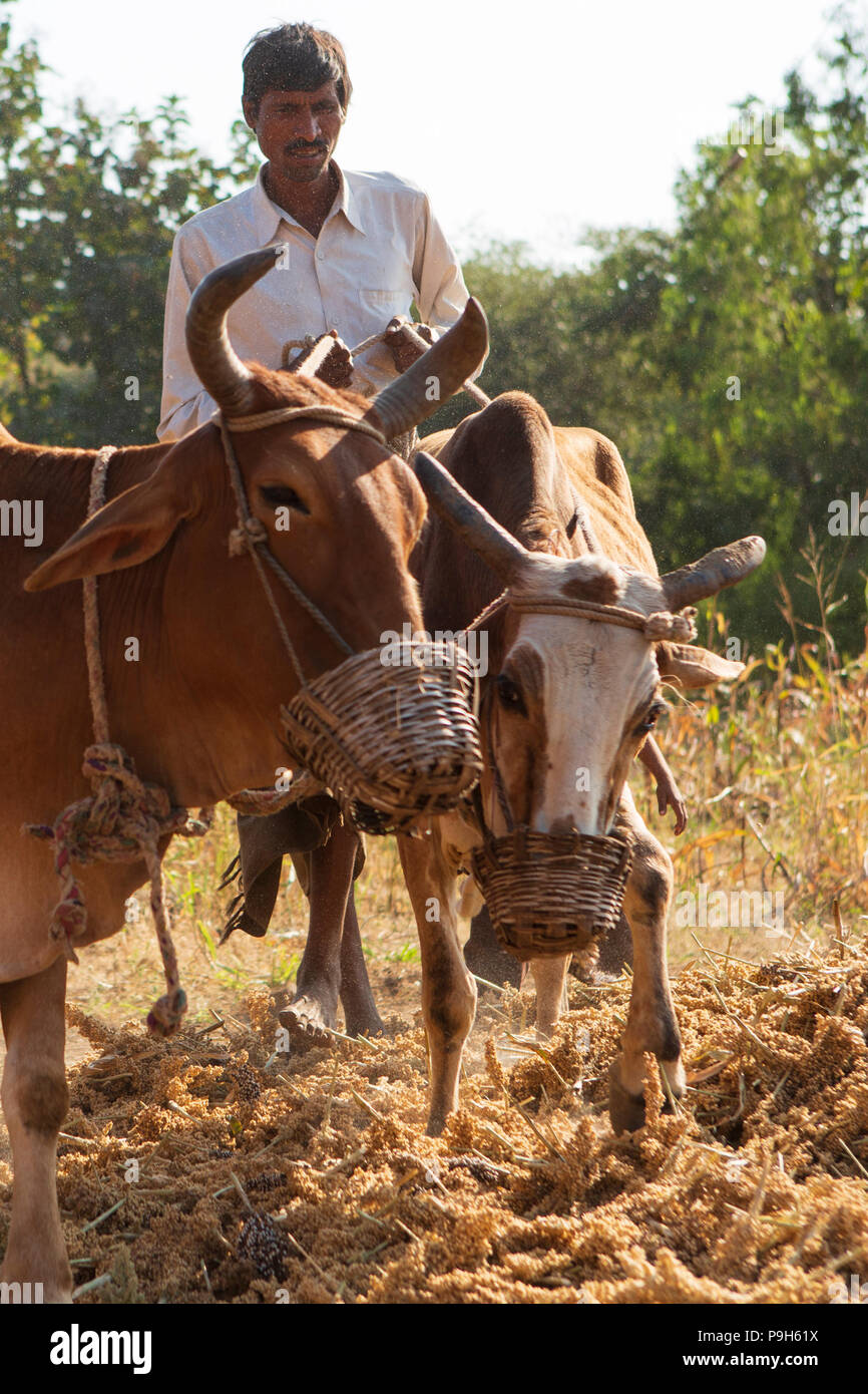 A farmer using cows to help separate the seed from his crop Stock Photo ...