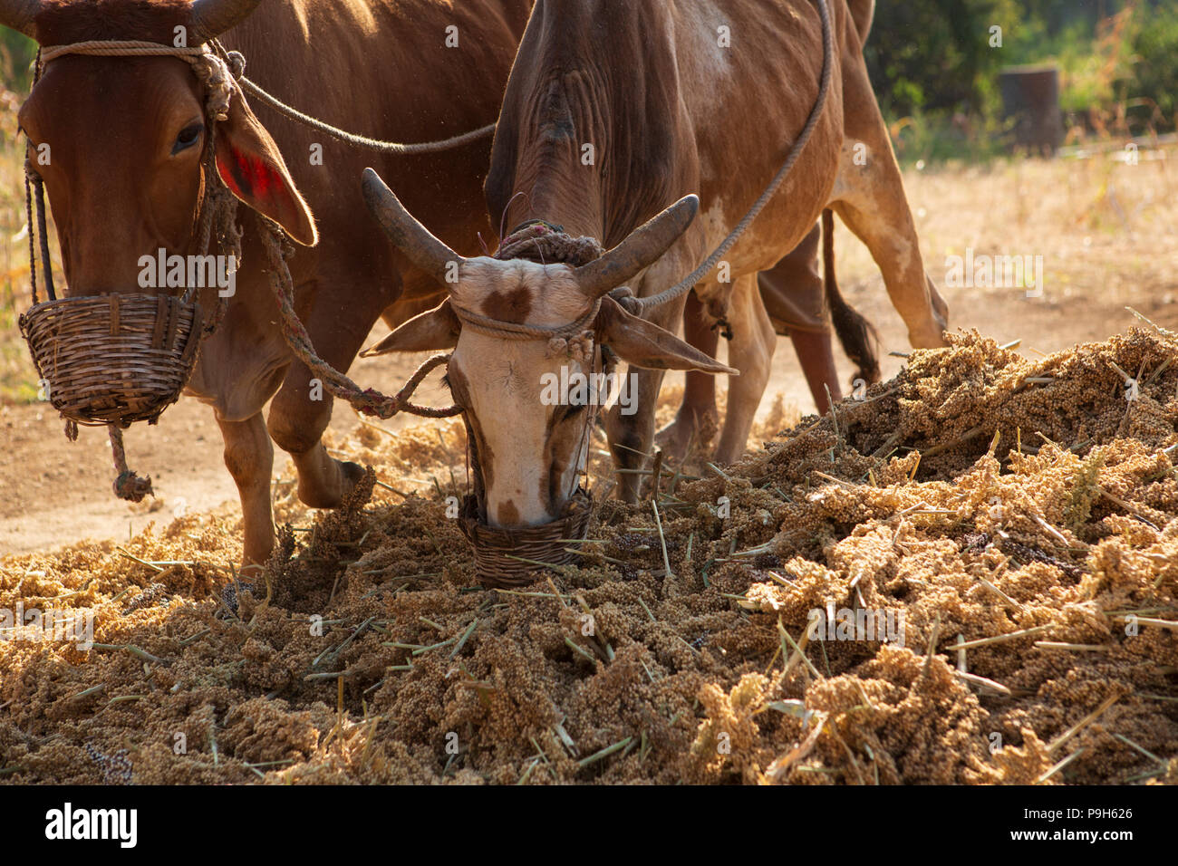 Farmer cows hi-res stock photography and images - Alamy