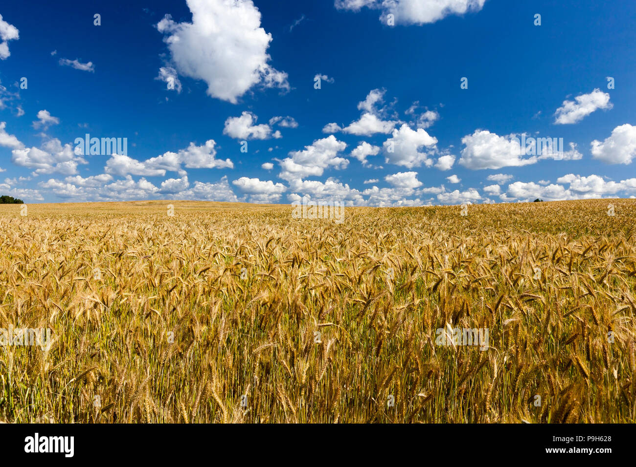 golden rye in summer, harvest period of mature cereals, landscape with ...