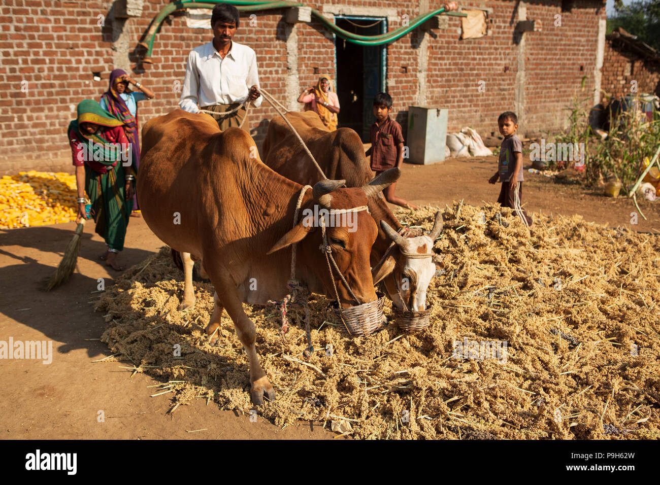 Farmer with cows hi-res stock photography and images - Alamy