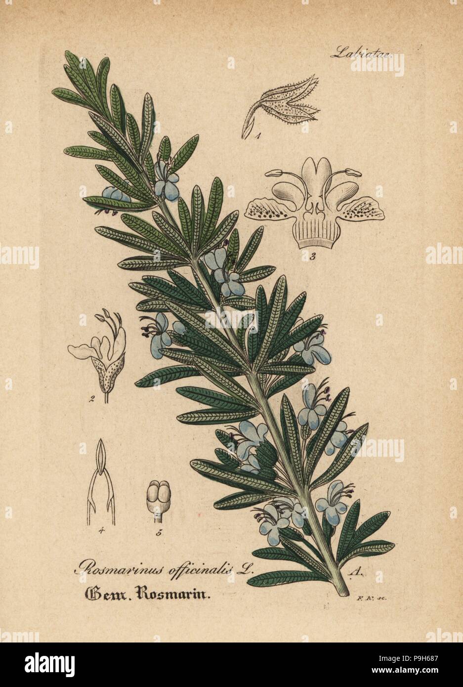 Rosemary Scientific Illustration