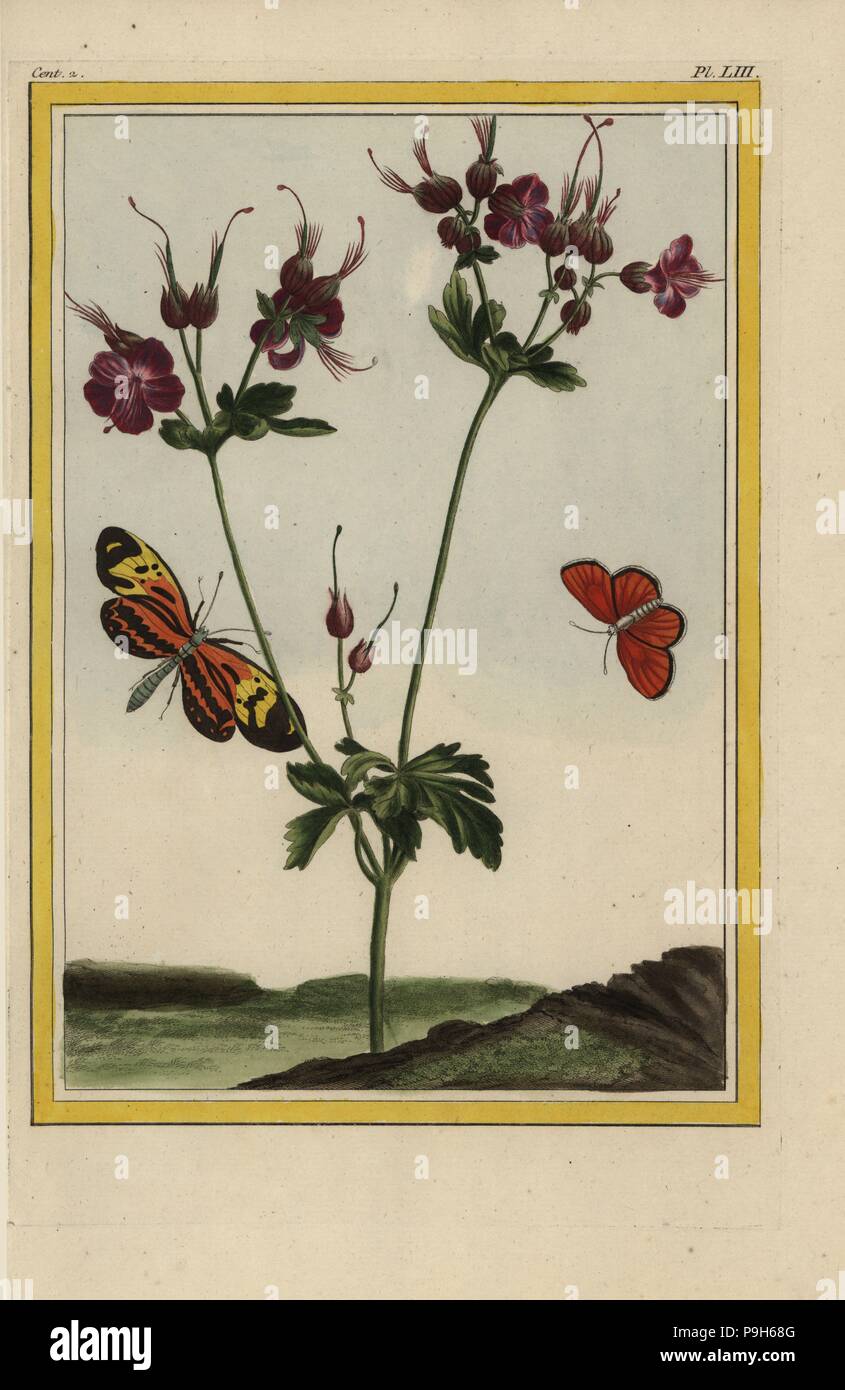 Musky storksbill hi-res stock photography and images - Alamy