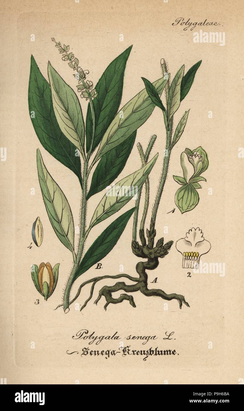 Seneca snakeroot, Polygala senega. Handcoloured copperplate engraving ...