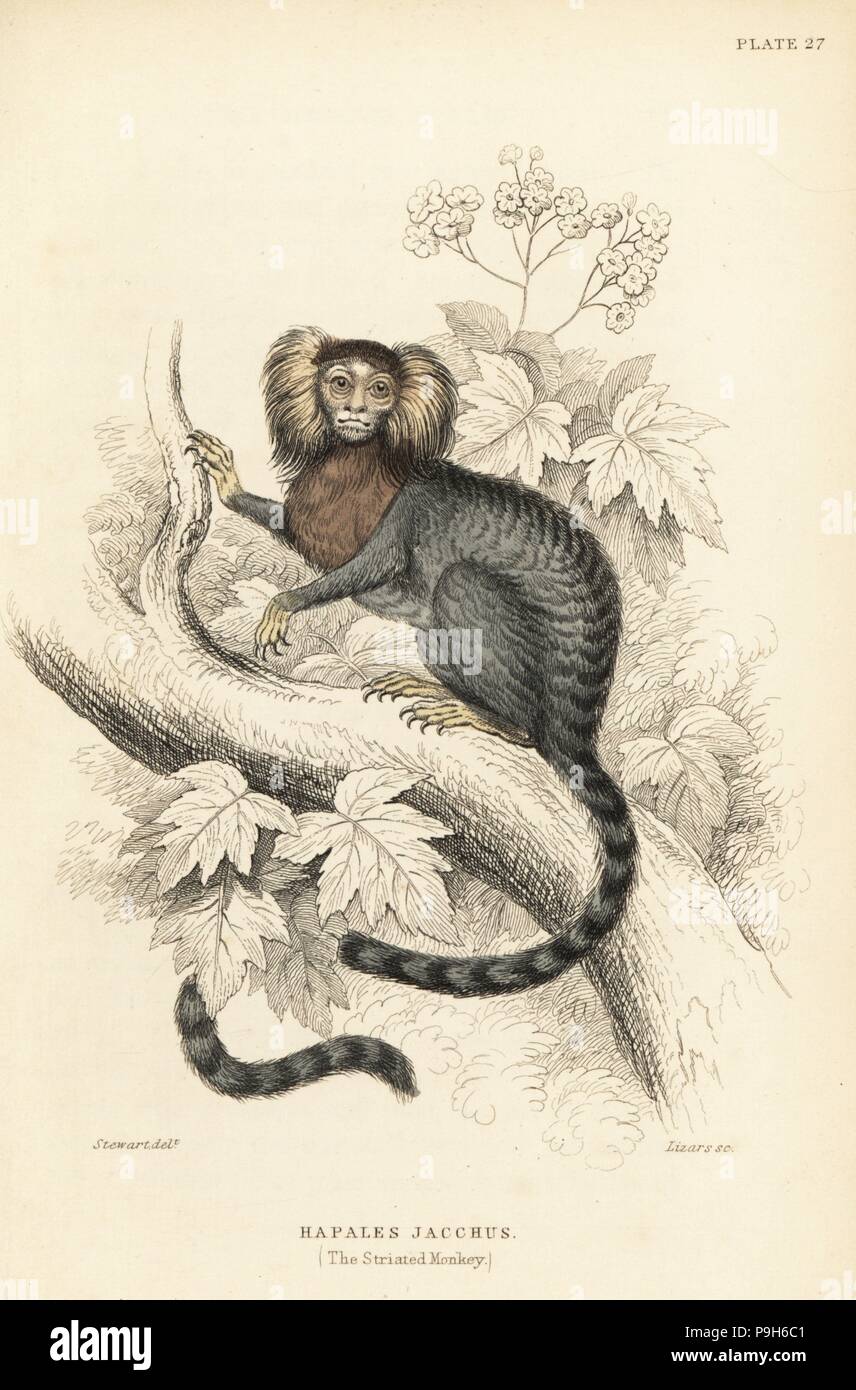 Common marmoset, Callithrix jacchus (Striated monkey, Hapales jacchus ...