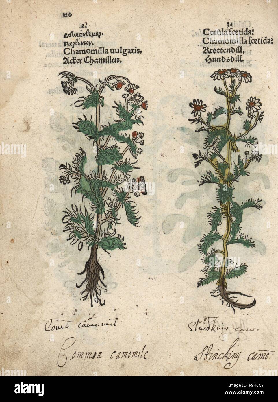 Prints Etchings & Engravings Drooping Saxifrage Flower Original 1837 ...