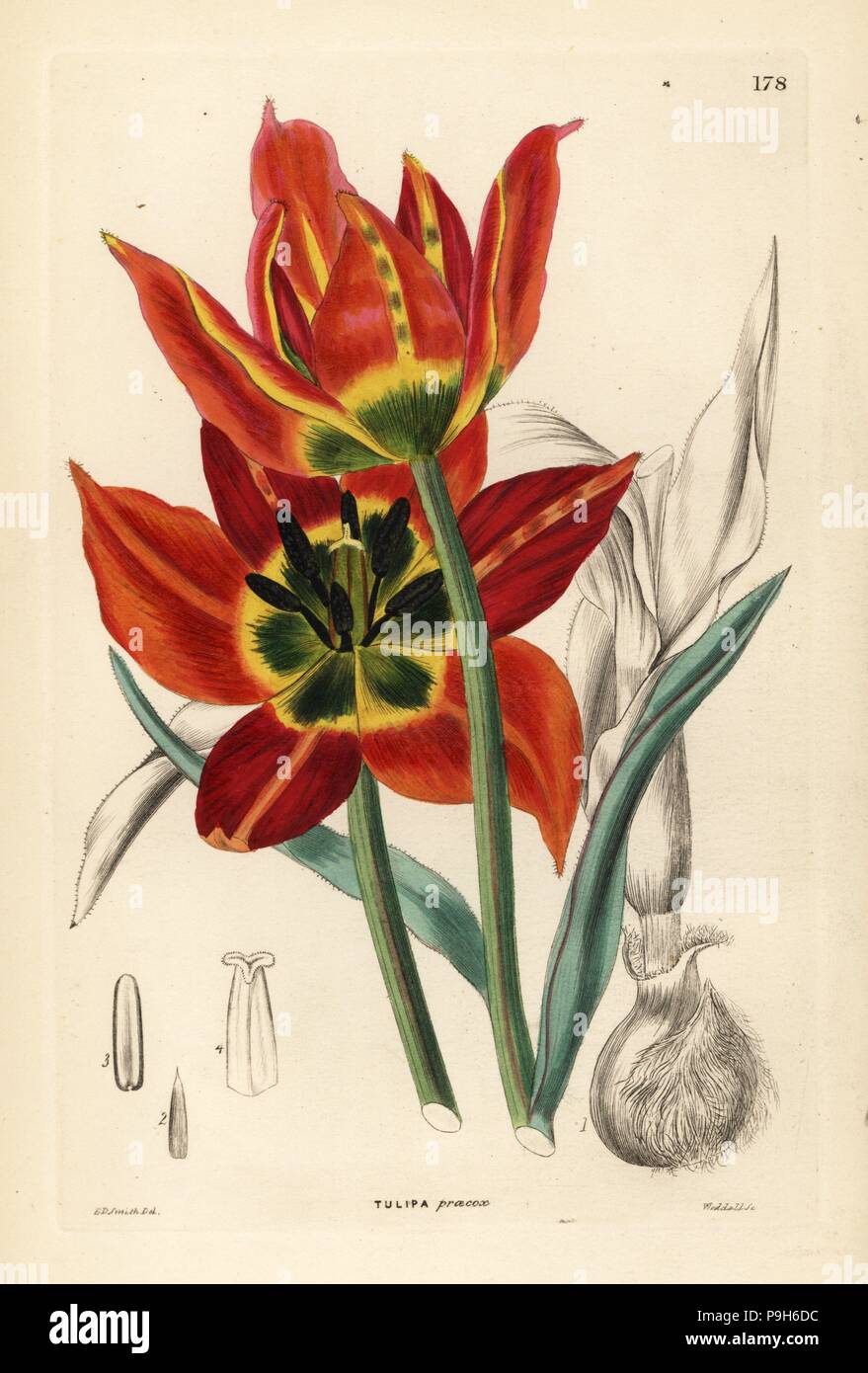 Tulipa agenensis (Early-flowered tulip, Tulipa praecox). Handcoloured ...