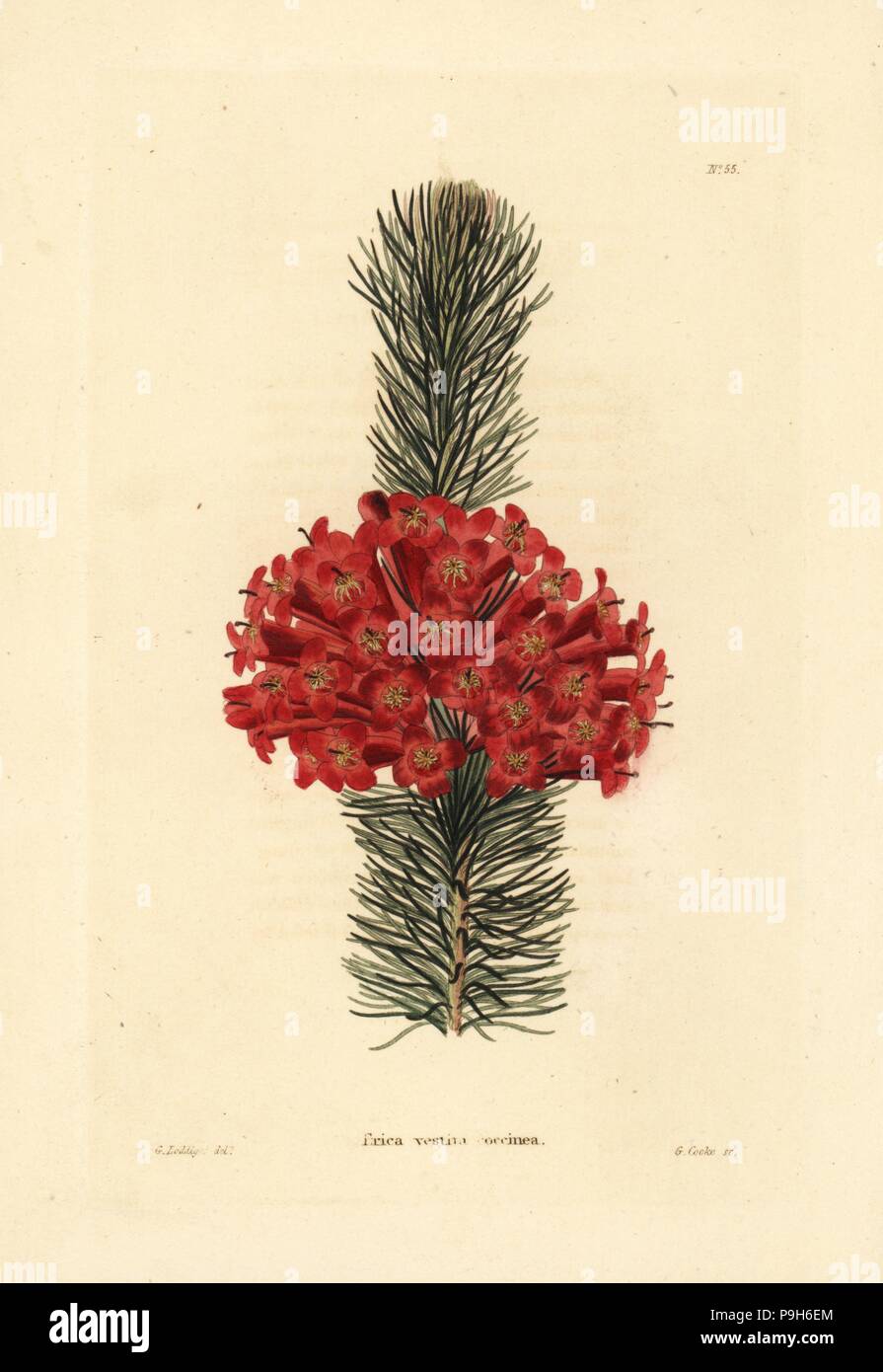 Erica coccinea coccinea hi-res stock photography and images - Alamy