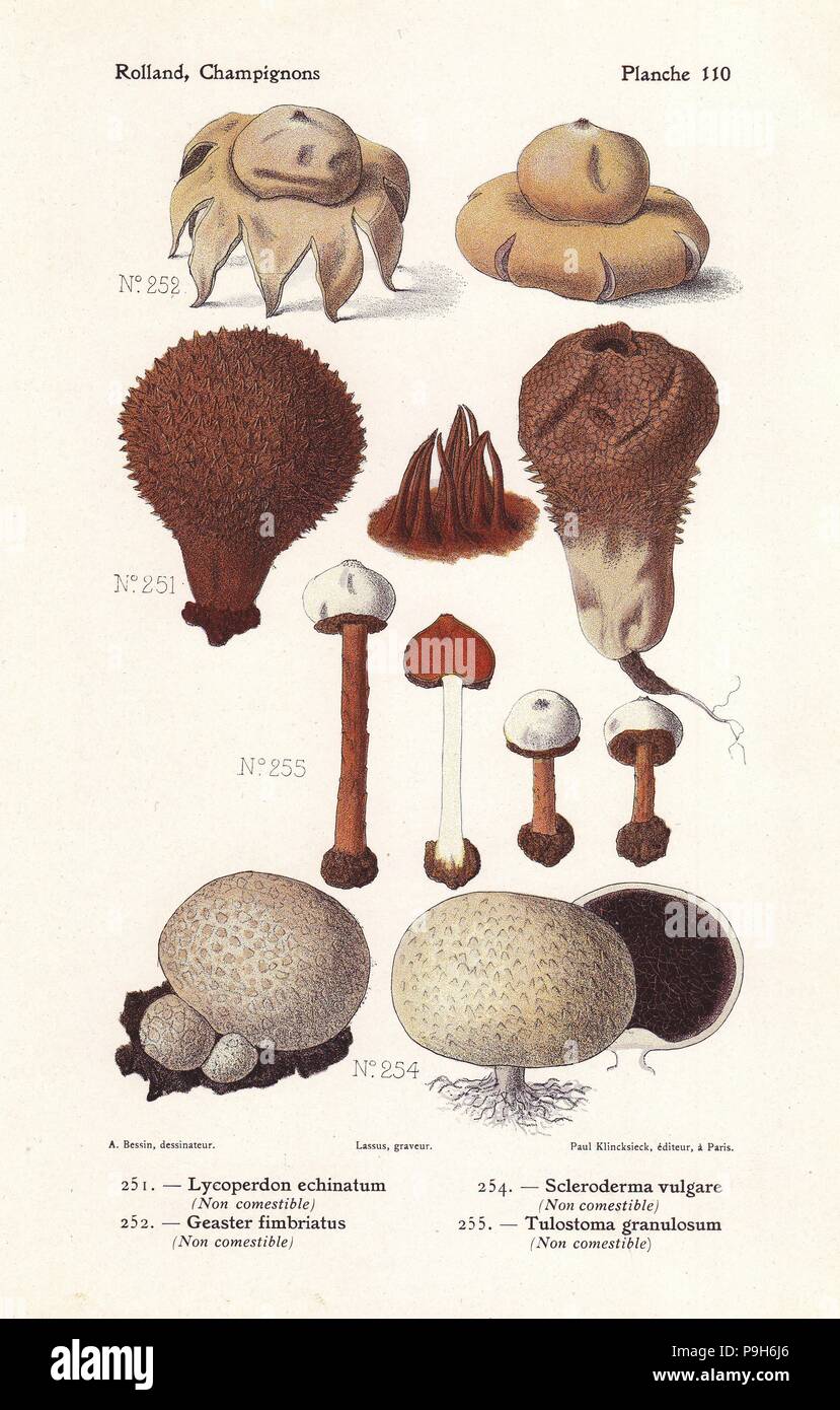 Spiny puffball, Lycoperdon echinatum, earthball, Scleroderma citrinum ...