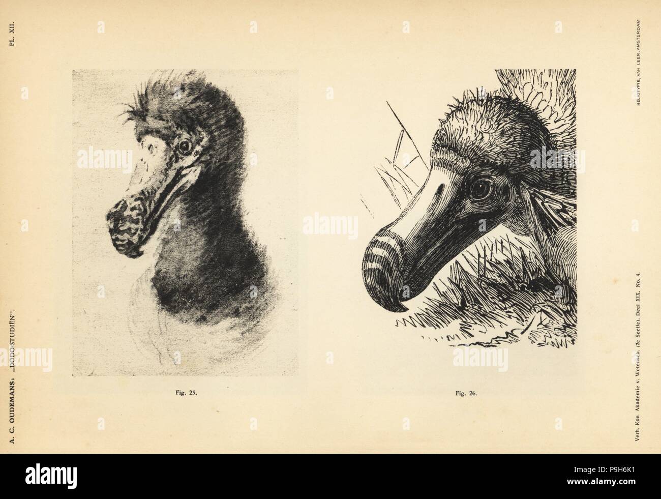 Jan goeimare hi-res stock photography and images - Alamy