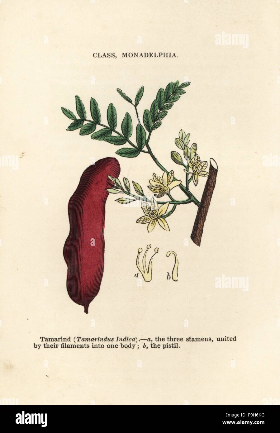 Tamarind, Tamarindus indicus. Handcoloured woodblock engravings from ...