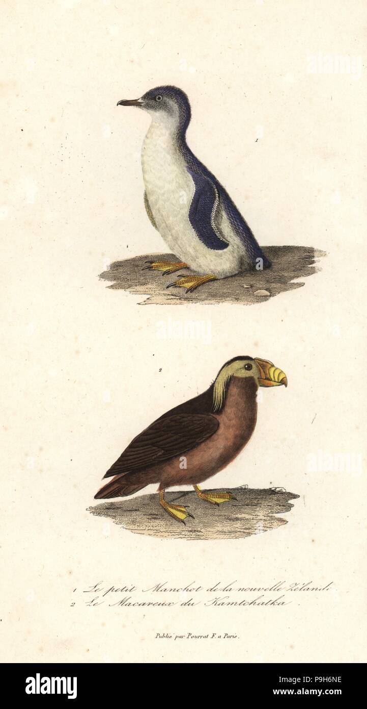 Little blue penguin, Eudyptula minor, and tufted puffin, Fratercula ...